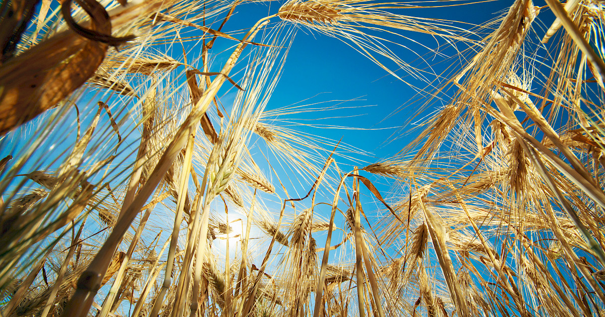 Keliakia ja ihokeliakia sairautena | Keliakialiitto