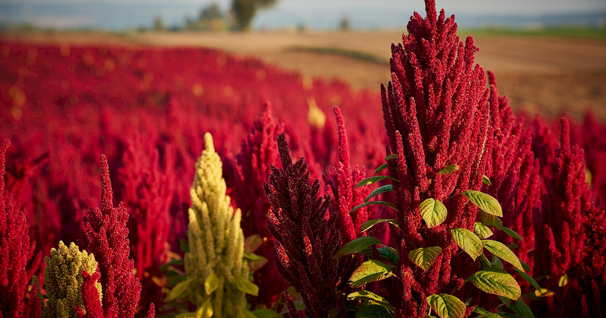 Amarantti on gluteeniton meksikolainen superfood - Keliakialiitto