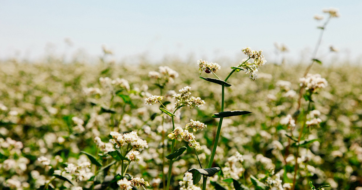 Kotimainen tattari on kestävä ja monipuolinen vaihtoehto - Keliakialiitto